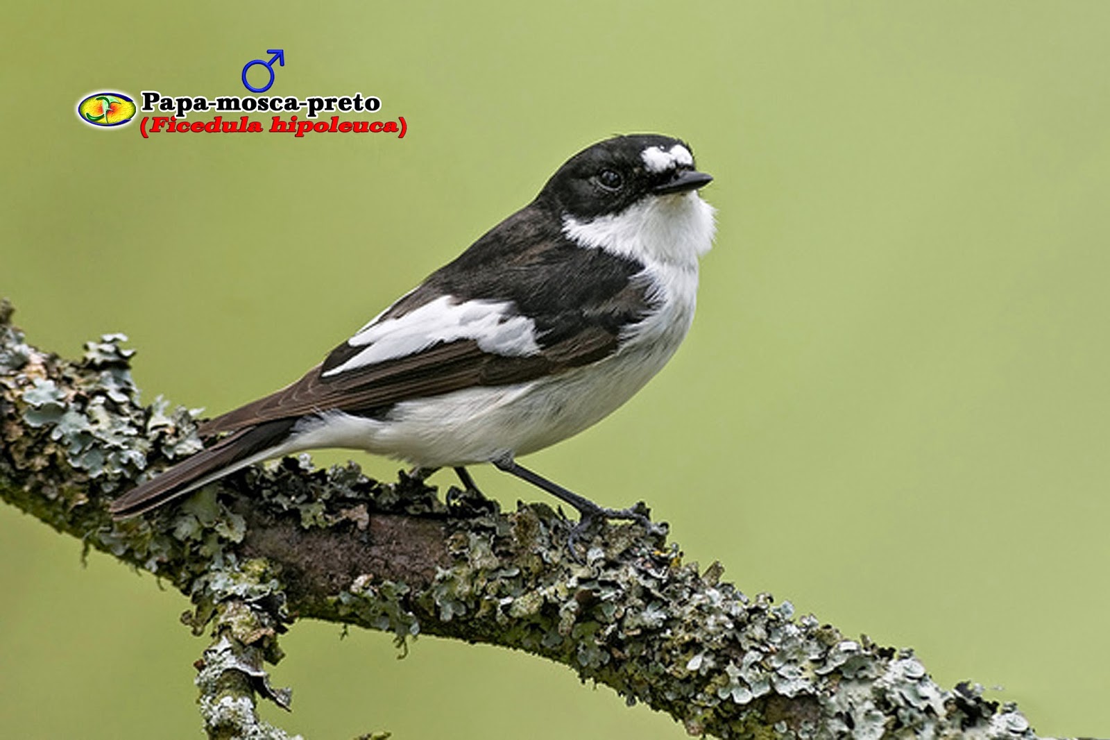 ORNITOLOGIA: abril 2014